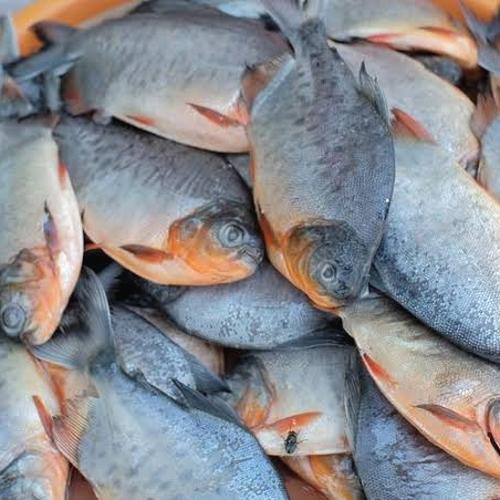 Jual Ikan bawal air tawar fresh berkualitas Jabodetabek - 1Kg ini ...