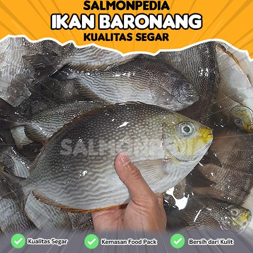 Jual Ikan Baronang FRESH 500gr isi 1-2pcs/Ikan Bakar Seafood/Baronang ...