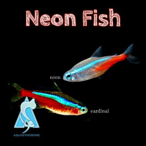 Jual Ikan Neon Neon Cardinal / Ikan Hias Air Tawar Aquascape - Neon ...
