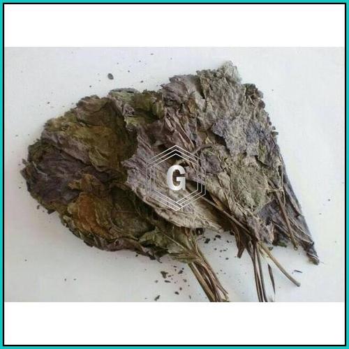 Jual 150 G Gr Gram Qi Zi Su Ye Folium Perillae Tied Perilla Leaf Leaves ...