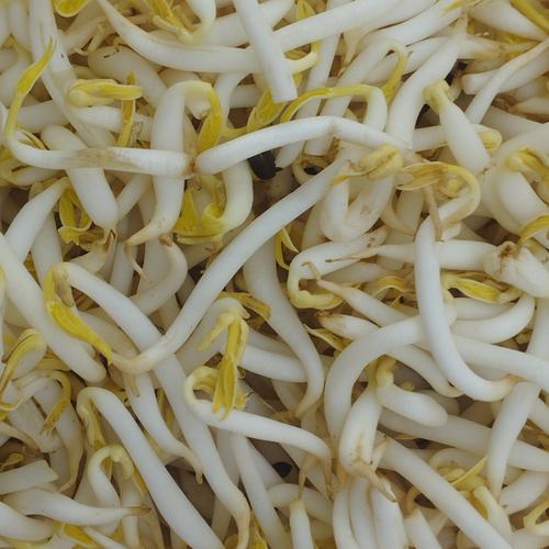 Jual Tauge / cambah Besar per pack - Kota Surabaya - Toko Sayur Dua ...