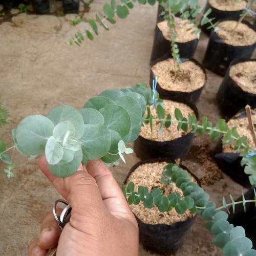 Jual tanaman eucalyptus daun bulat silver - Kab. Bandung Barat - gaith ...