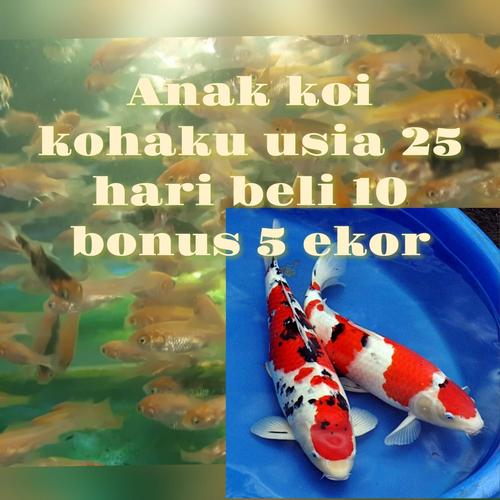 Jual Anak ikan koi kohaku Usia 25 Hari (beli 10 bonus 5 ekor) - Kab. Bogor - Bang Wanda | Tokopedia