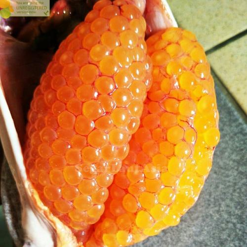 Jual Telur Ikan Sembilang Telor Ikan Sembilang Segar Fresh 1Kg - 1 Pack ...