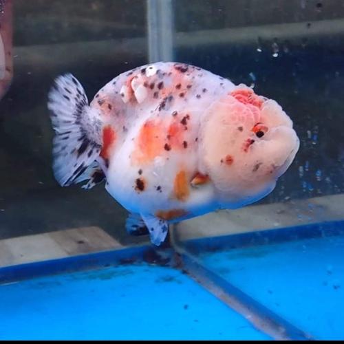 Jual rancu calico / ikan mas koki rancu / ikan hias aquarium - L - Kota ...