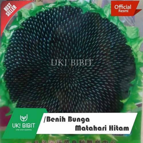 Jual ( 5 Butir ) Benih Bunga Matahari Hitam Besar | Giant Sunflower ...