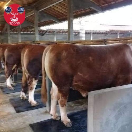 Promo karpet sapi 15mm motip 140x230 - Kota Bandung - alexspon | Tokopedia