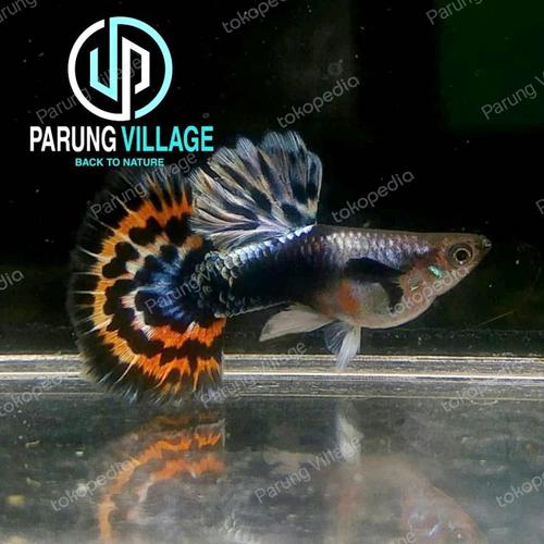 Jual Ikan Hias Guppy Red Ivory - Kota Depok - Parung Village | Tokopedia