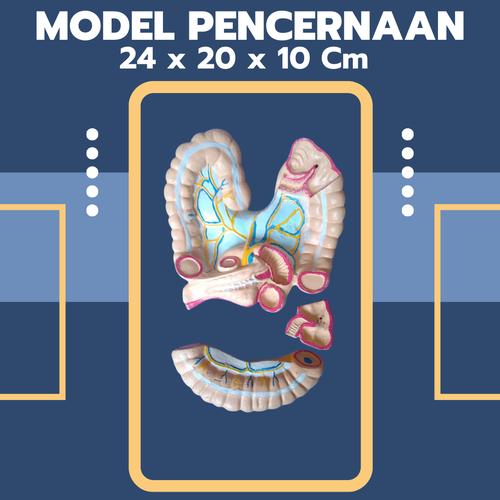 Jual PHANTOM TORSO ANATOMI | ALAT PERAGA MODEL PERNCERNAAN | BIOLOGI ...