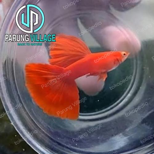 Jual Ikan Guppy AFR Big Dorsal Good Quality - Kota Depok - Parung Village | Tokopedia