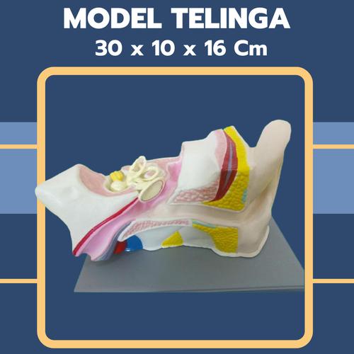 Jual PHANTOM TORSO ANATOMI | ALAT PERAGA MODEL TELINGA | BIOLOGI - Kab ...