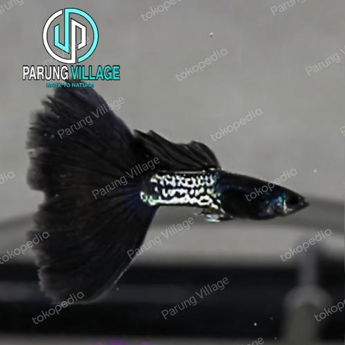 Jual Guppy Metal Snakeskin Black Tail MSSBT - Jantan - Kota Depok - Parung Village | Tokopedia