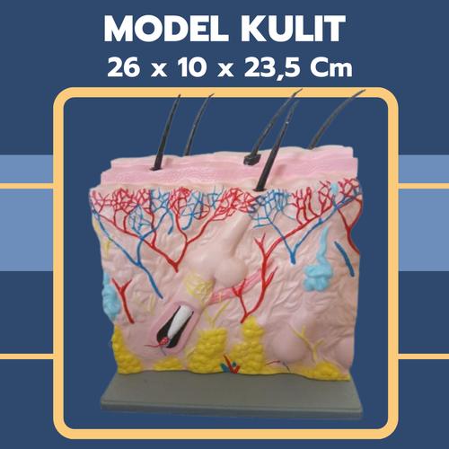 Jual PHANTOM TORSO ANATOMI | ALAT PERAGA MODEL KULIT | BIOLOGI - Kab ...