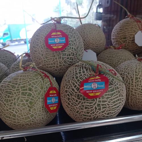 Jual Melon fujisawa manis daging oren | Buah melon oren fujisawa /pcs ...