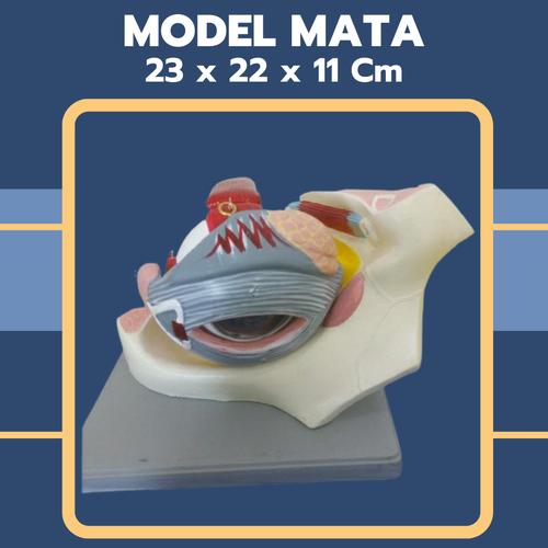 Jual PHANTOM TORSO ANATOMI | ALAT PERAGA MODEL MATA | BIOLOGI - Kab ...