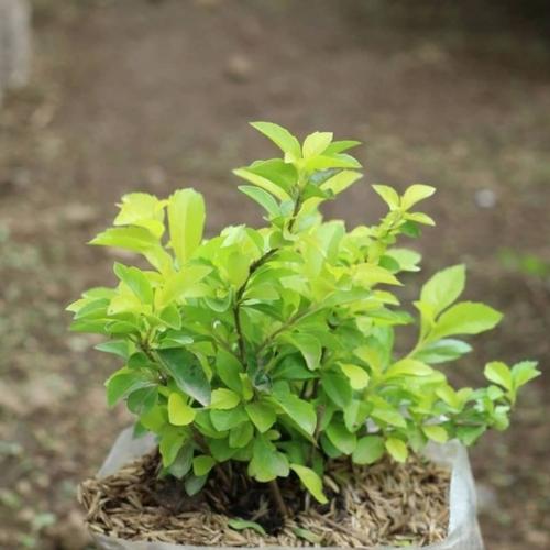 Jual tanaman hias ligustrum privet //bibit bonsai ligustrum - Kab ...