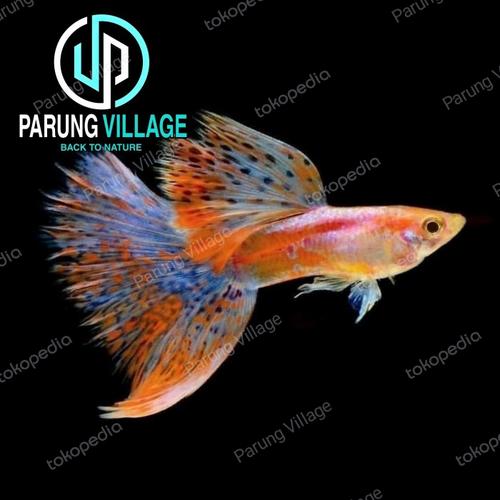 Jual Ikan Hias Guppy Rainbow Grass - betina - Kota Depok - Parung Village | Tokopedia