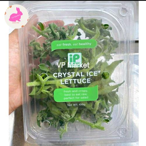 Jual Crystal Ice Lettuce | Selada Salju | Ice Plant Viral | Pack ...