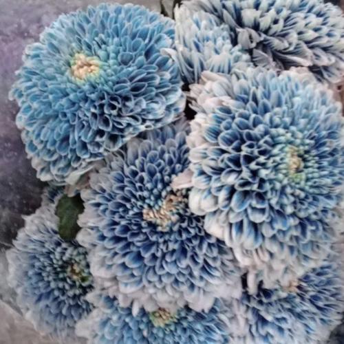 Jual gompie biru 10 tangkai fresh dan asli - Jakarta Barat ...