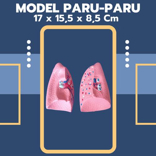 Jual PHANTOM TORSO ANATOMI | ALAT PERAGA MODEL PARU PARU | BIOLOGI ...