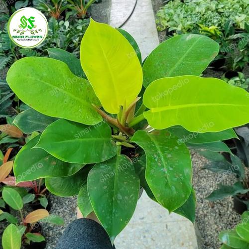 Jual philodendron lemon - tanaman hias - moonlight - Philo lemon kuning ...