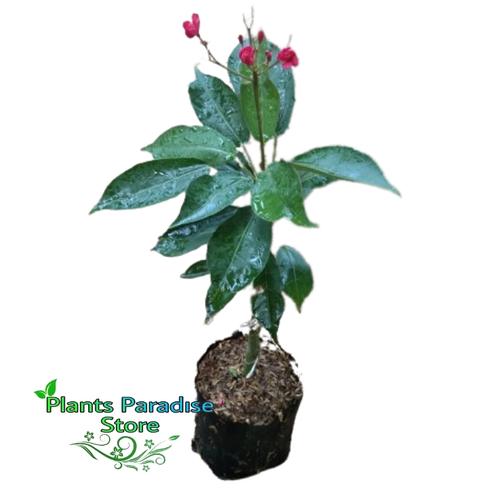 Promo Tanaman Hias Batavia Jarak Okulasi Batang Jarak Tanaman Batavia