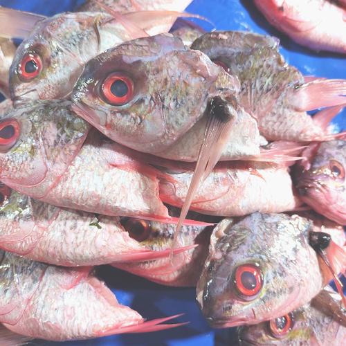 Jual kepala ikan rappo rappo - Kota Makassar - Enka Online | Tokopedia