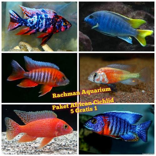 Jual PAKET IKAN HIAS AFRICAN CICHLID (OB Peacock, dll) ISI 5 Gratis 1 ...