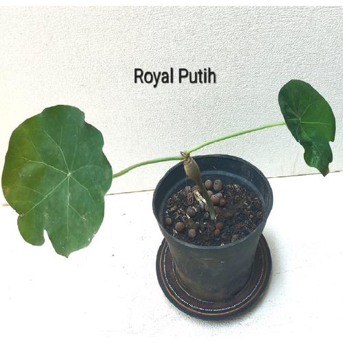 Jual TANAMAN HIAS JARAK BALI / JARAK BOTOL / BUDDHA BELLY - Kota Bekasi ...