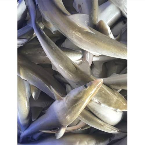 Jual Ikan Hiu fresh berkualitas - 1Kg - Jakarta Selatan - Ikan Segar ...