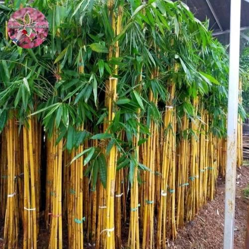 Jual TANAMAN POHON BAMBU KUNING PERUMPUN TINGGI ±1.5 METER - Kab. Bogor ...
