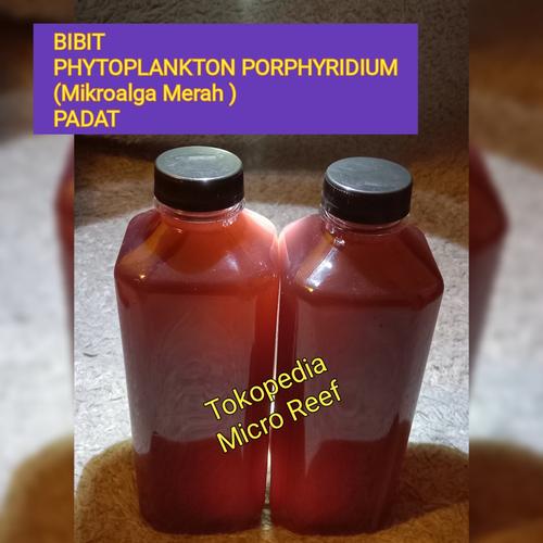 Jual Bibit Phytoplankton Porphyridium - Mikroalga Merah (1 Liter ...
