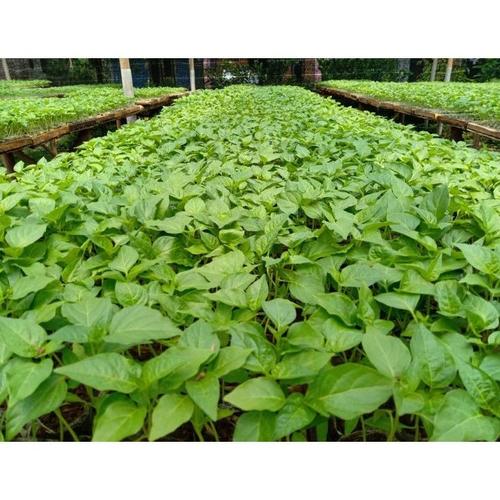 Jual [SUPER] KEBUN DZAKI - Bibit Cabe Rawit Merah Siap Tanam .Best ...