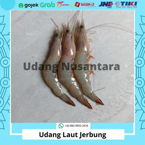 Jual SEGAR Udang Jerbung (1Kg)/Udang Laut Fresh/Udang Laut Manis ...