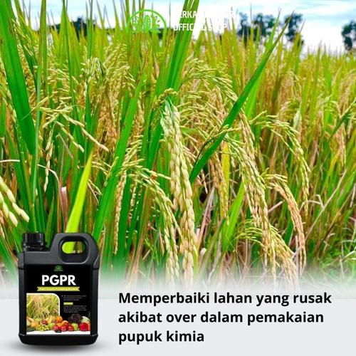 Jual PAKET PGPR Cair 1 Liter | Pupuk Hayati Rhizobium | Pupuk Organik ...