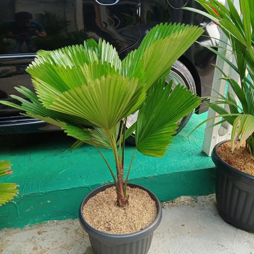 Jual pohon palem kipas/palem kol 1 meter - Kab. Bogor - STEPING_TAMAN ...