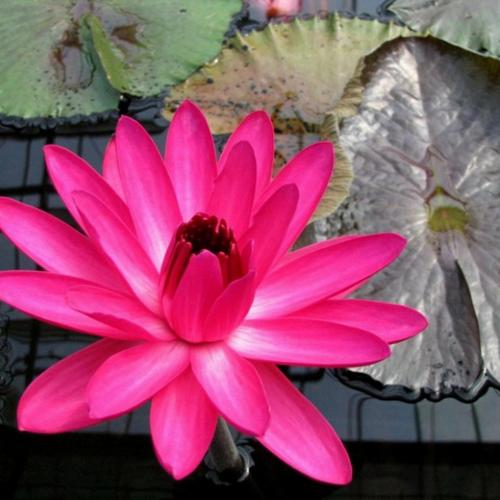 Jual teratai air- tanaman aquascape - tanaman teratai - tanaman ...