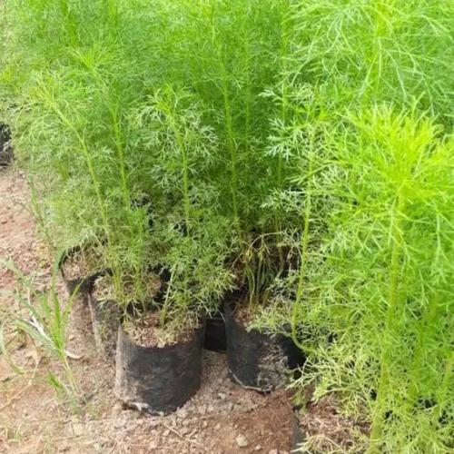 Promo Pohon Adas Hutan - Cemara Angin Tanaman hias elegant feather 50cm ...