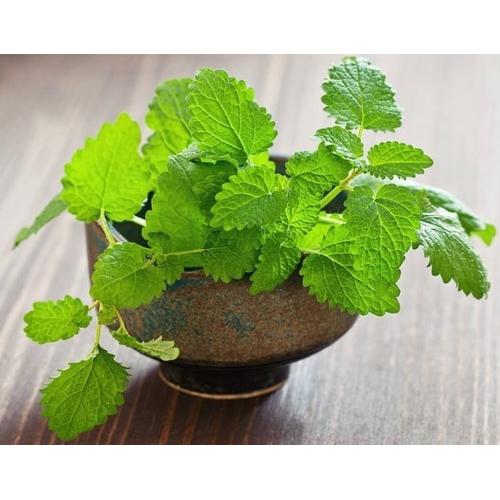 Jual Tanaman Obat Daun Mint Menthol Mentha Arvensis - Kota Bekasi ...