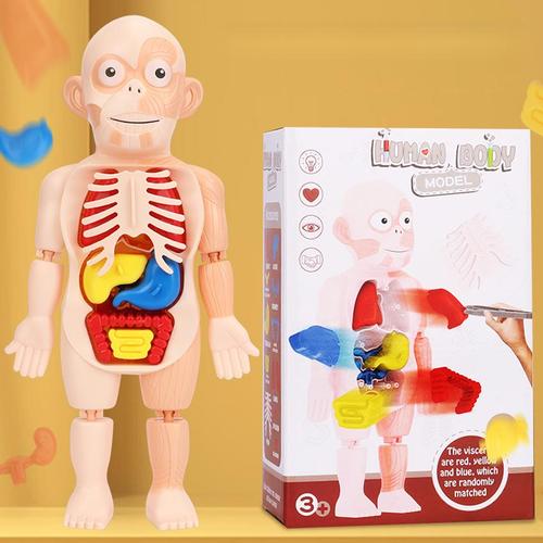Jual ZQ/2MT - Mainan Edukasi Human Body Model Organ Tubuh Torso Anatomi ...