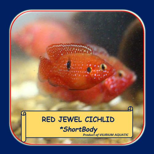Jual IKAN HIAS AIR TAWAR - RED JEWEL CICHLID SHORT BODY - 2"(±5cm ...