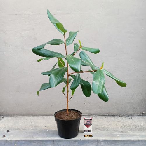 Jual Tanaman Hias Langka Ara Jejawi (Ficus retusa) Asli Sesuai Gambar ...