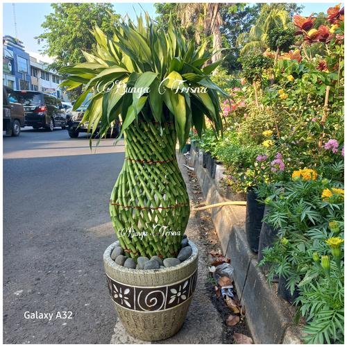 Jual Tanaman Bambu Hoki Gucci Tinggi 100 Cm - Tinggi 90-100 - Jakarta ...
