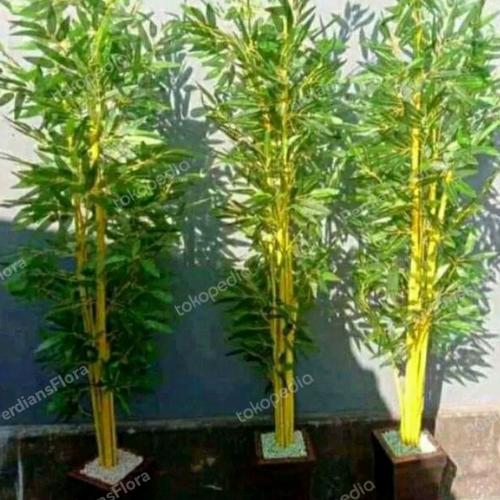 Jual BAMBU KUNING MINI/BAMBU KUNING PENANGKAL GAIB - Kab. Bogor ...