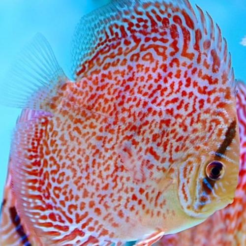 Jual Burayak Discus Berbagai Jenis Aquarium - ring Leopard - Kota Depok ...