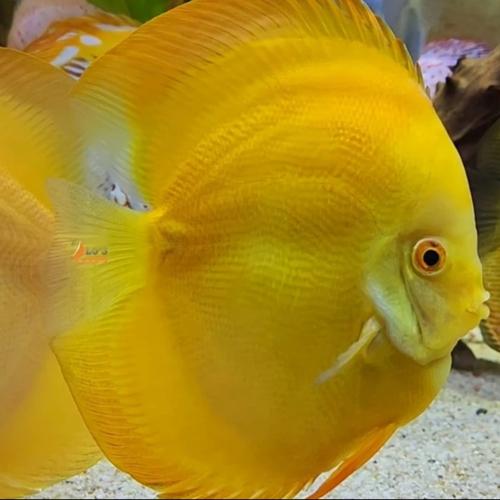 Jual Burayak Discus Berbagai Jenis Aquarium - yellow lemon - Kota Depok ...