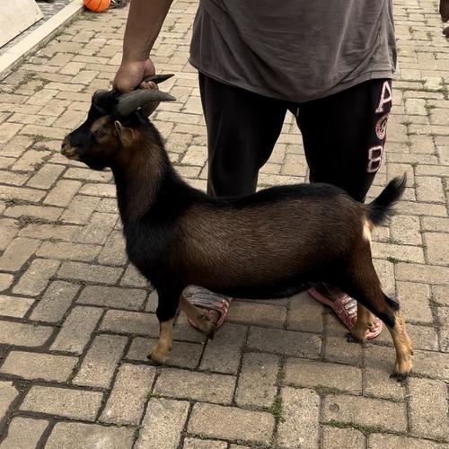 Jual Nigerian dwarf goat/american pygmy goat/kambing mini - Kota Depok ...