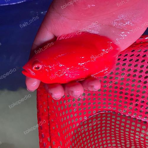 Jual Hiasan Aquarium Oscar Red Chilli No Tail - Jakarta Timur - wdfish ...