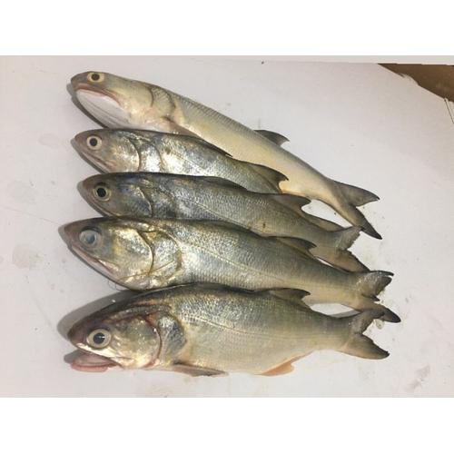 Jual Ikan Senangin / Kuro / Kurau Fresh - Jakarta Selatan - Berkat Dua ...