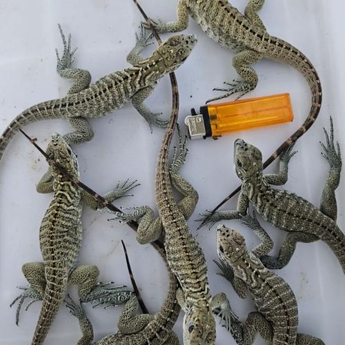 Jual Reptile - Rhino iguana / Iguana rhino baby up - Jakarta Timur ...